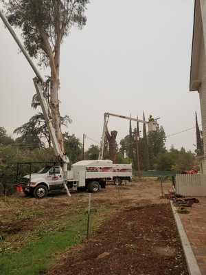 CUT RITE TREE SERVICE - Updated May 2024 - 277 Photos & 45 Reviews - Yelp