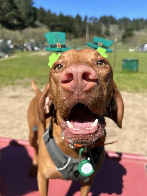 VICKI’S LITTLE RASCALS DOGGY DAYCARE RANCH - Updated August 2025 - 289 ...