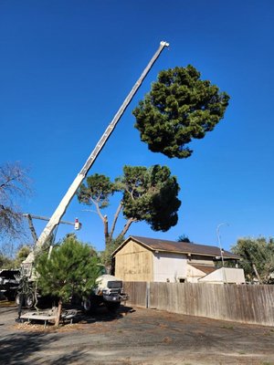 CUT RITE TREE SERVICE - Updated May 2024 - 277 Photos & 45 Reviews - Yelp