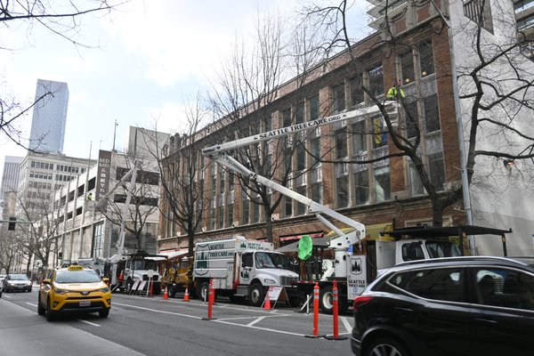 SEATTLE TREE CARE - Updated June 2026 - 251 Photos & 136 Reviews - 4035 ...