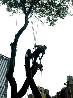 TARZAN TREE REMOVAL - Updated October 2025 - 294 Photos & 60 Reviews ...