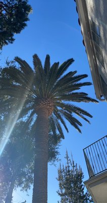 CASTILLO TREE SERVICE - Updated December 2025 - 163 Photos & 82 Reviews ...