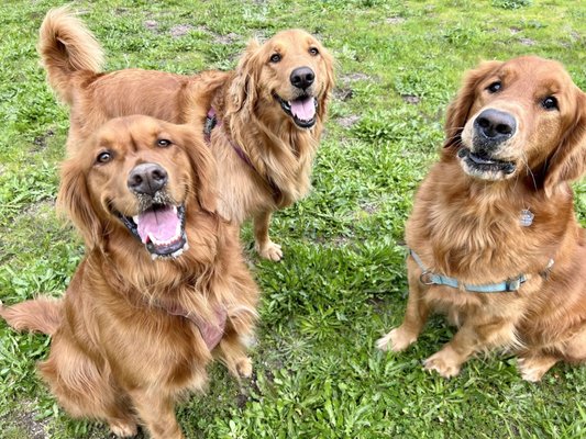 VICKI’S LITTLE RASCALS DOGGY DAYCARE RANCH - Updated August 2025 - 289 ...